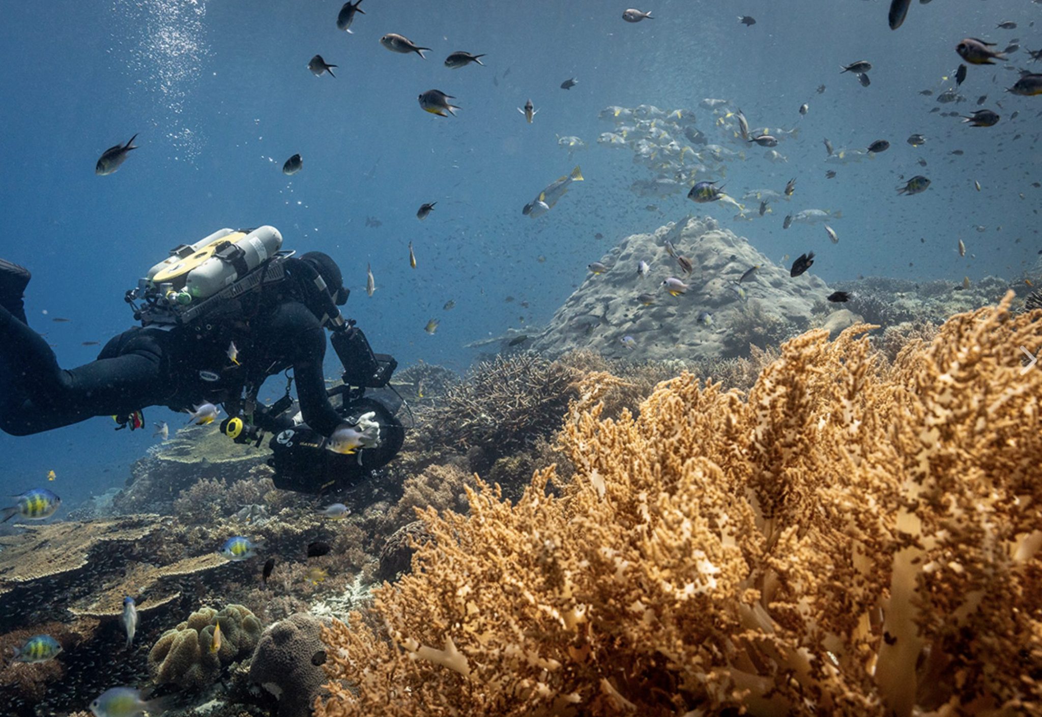 National Geographic Presents: OCEAN NARRATEd by david attenborough ...